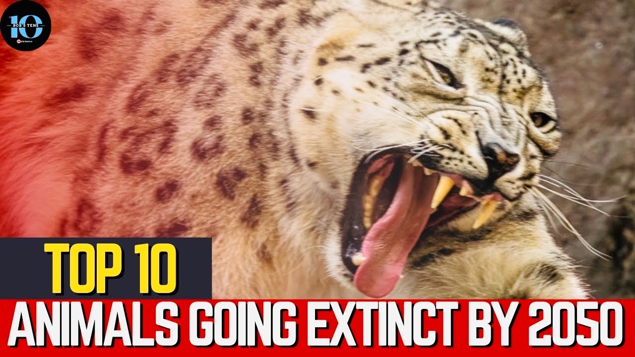 Top 10 Endangered Animals Fighting for Survival by 2050 - YouTube