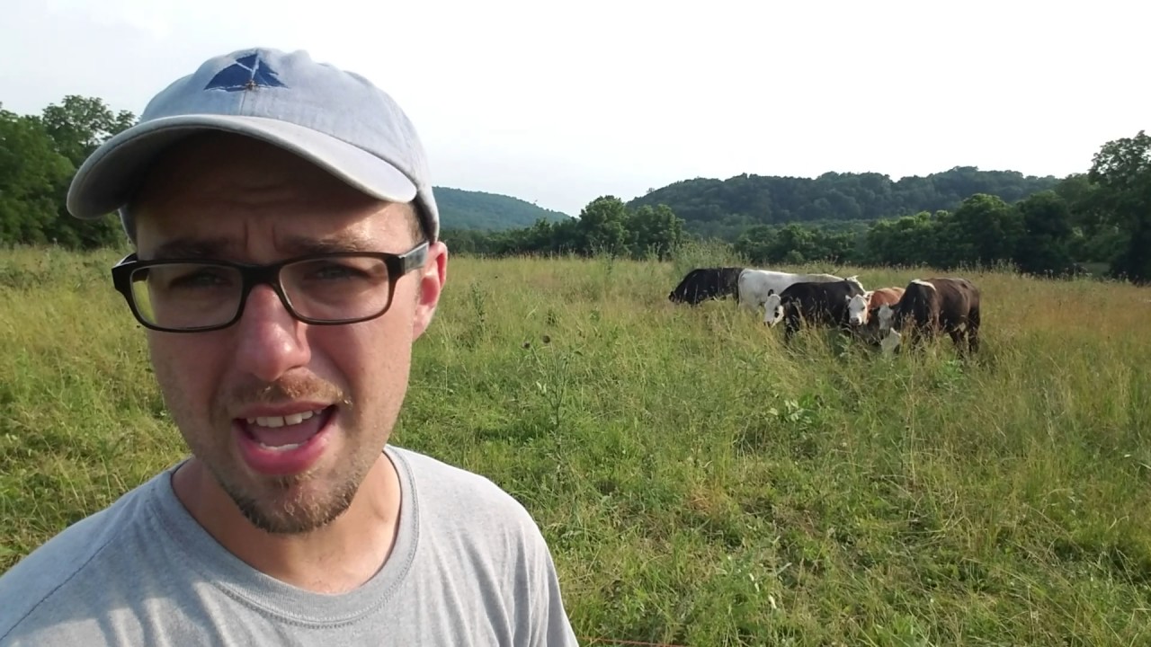 Merging Two Herds and Custom Grazing - YouTube