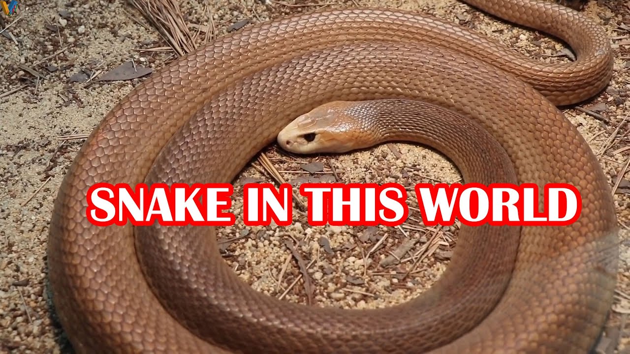 SNAKEs IN THE WORLD [Unseen Snake Videos Inside].. - YouTube