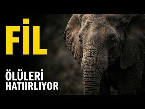 Filler, Ölenlerin Kemiklerine Geri Dönen Tek Hayvan | Ayrıntılı İnceleme