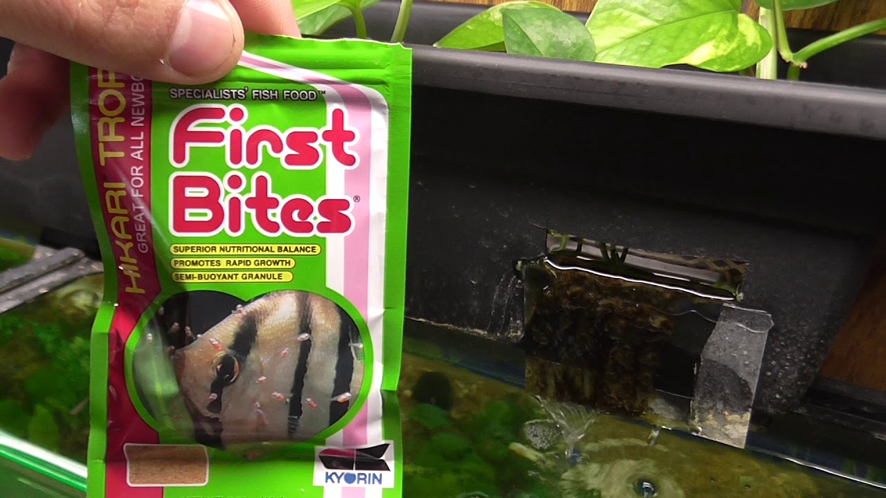 cory catfish fry day 2 - YouTube
