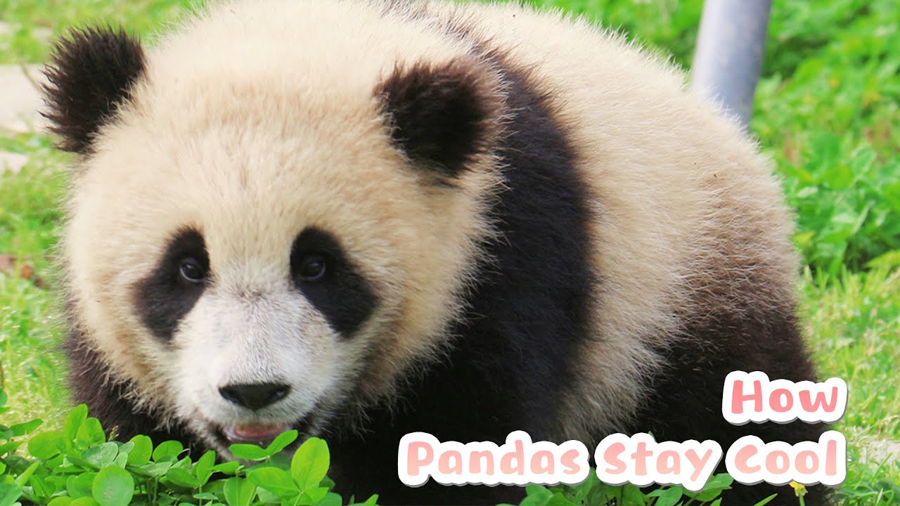 【Super Panda】Episode 214 How Pandas Stay Cool During Hot Summer ...