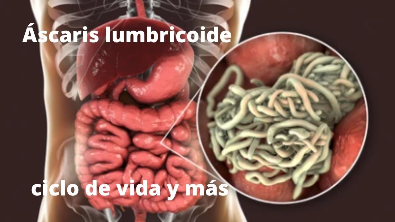 Ascaris lumbricoides ciclo de vida - YouTube