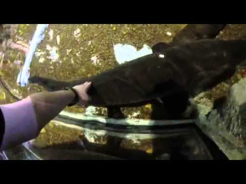 Shed aquarium sturgeon touch - YouTube