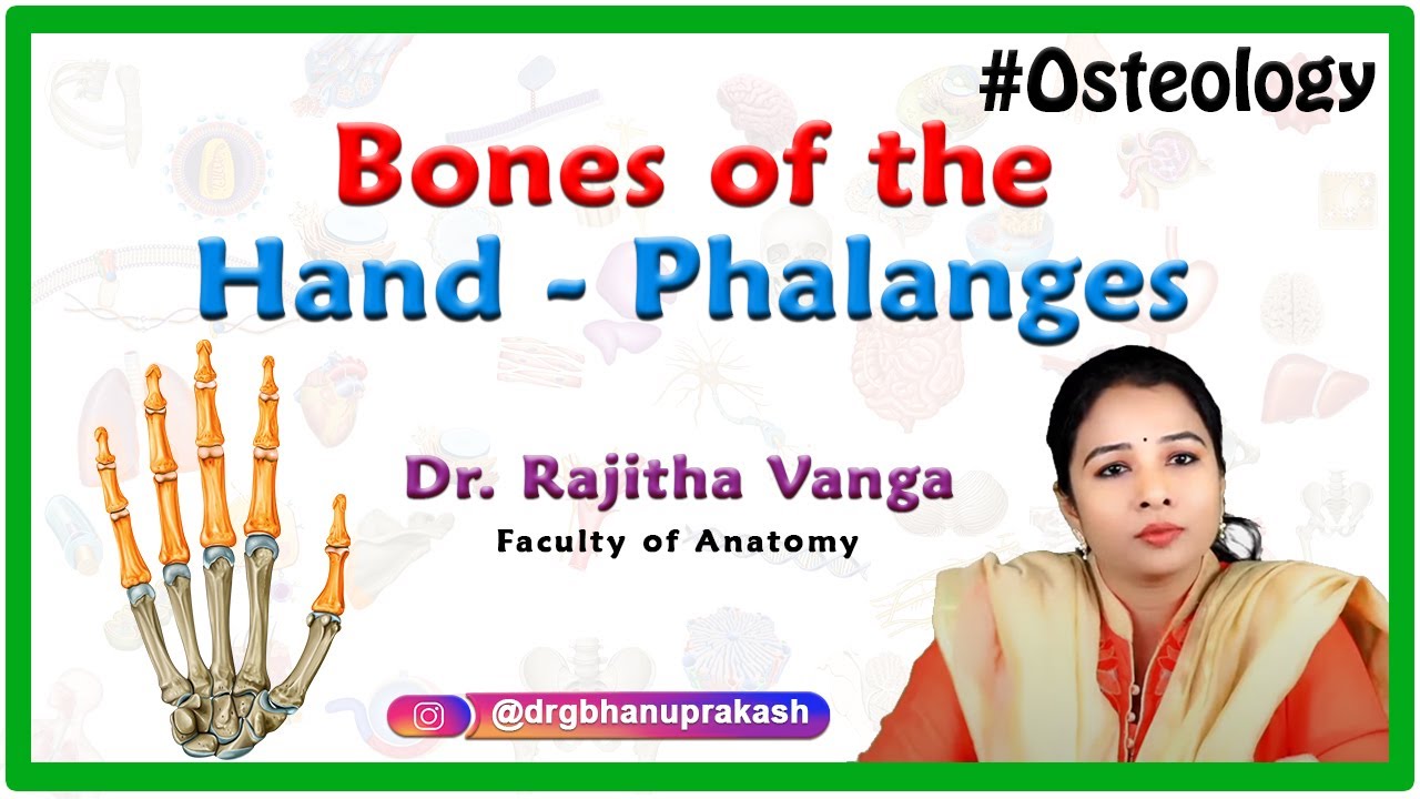 Bones of the Hand - Phalanges (Upper limb Osteology) - YouTube