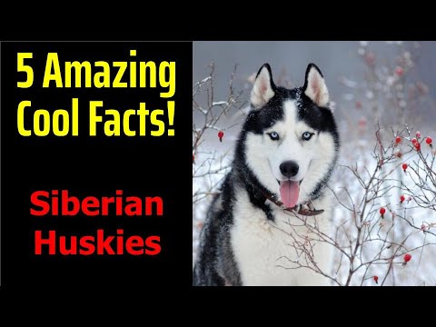 5 Fascinating Facts About Siberian Huskies - YouTube