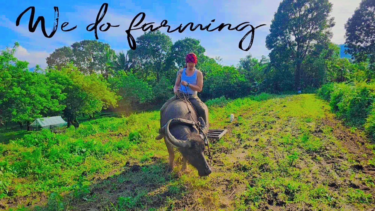 Old fashion way of Farming using our National Animal of the Philippines ...