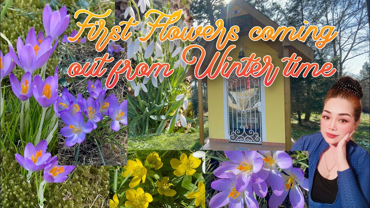 Snow Bells, Winterlinge & Crocus blossoming now . First Flowers comings ...