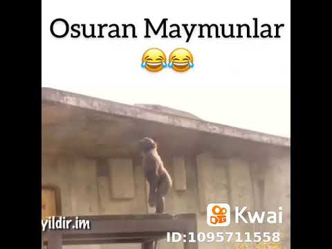 sıcan maymun lar