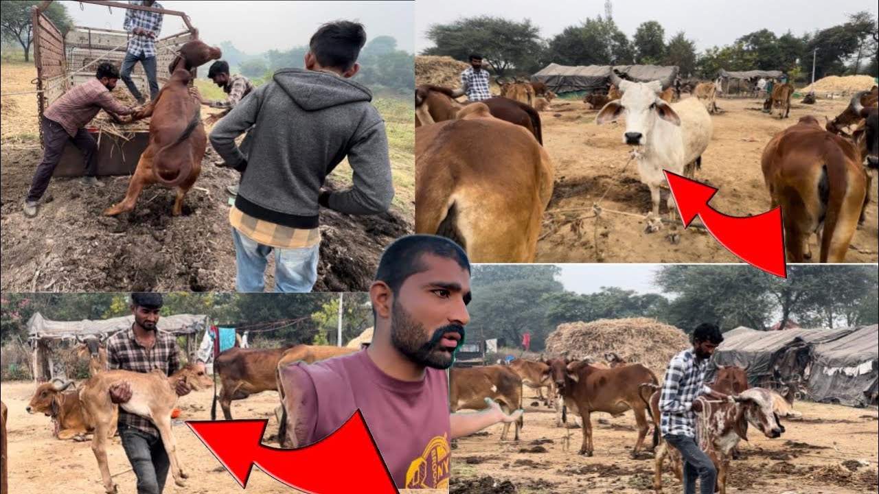 Gaiye leke kaha jarhe he 🤔 - YouTube