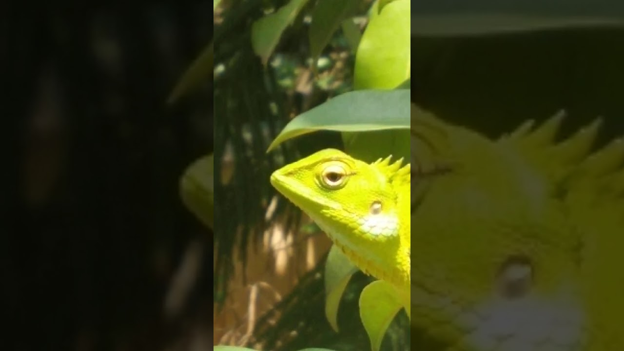 green pachonthi(chemeleon) - YouTube