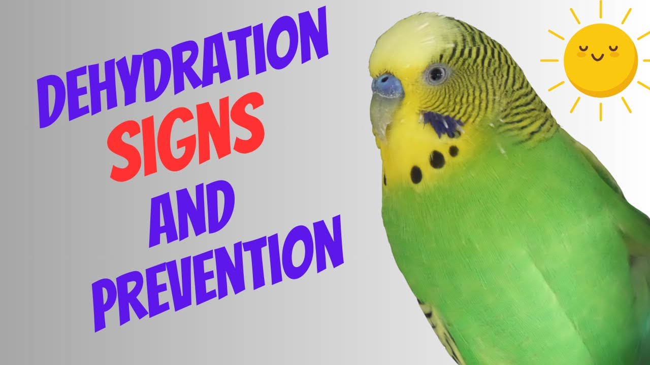 Signs Of Dehydration And How To Prevent In Budgies - YouTube