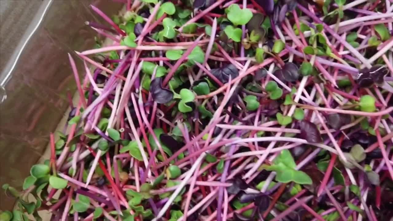 Square Roots: Inside the container garden - YouTube