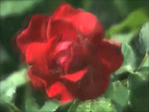 resul kokulu medine