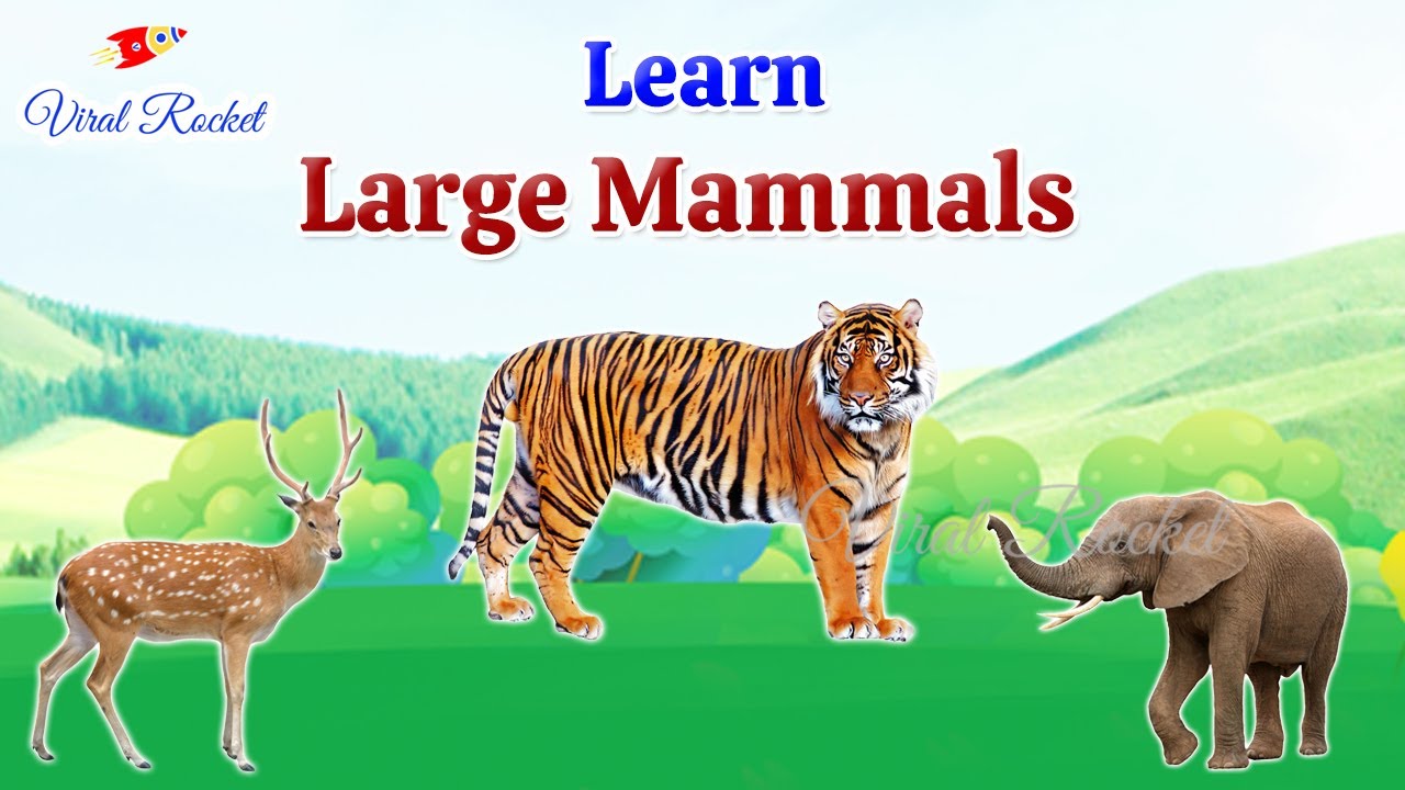 Learn Large Mammals for Kids In English | Large Mammals Names for ...