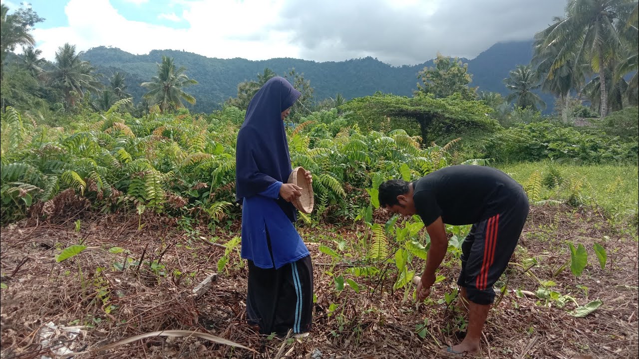 Panen Talas di Kebun | Masak Kolak Talas Gula Merah | Kehidupan di Desa ...