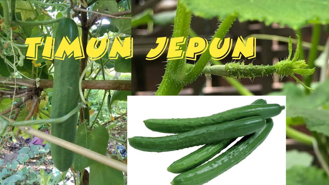 Timun Jepun Mudah Jaga Berpotensi Besar - YouTube