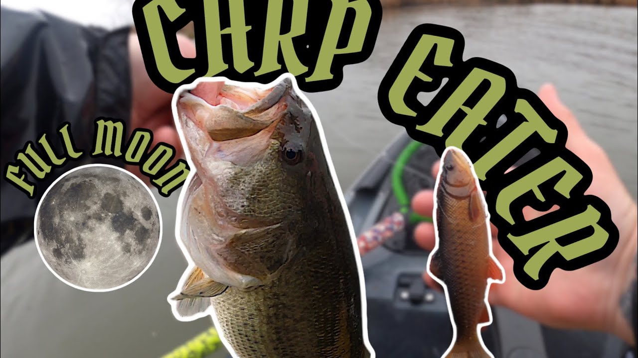 Full Moon Pushed The Bass Shallow (Spring Fishing In The Rain) - YouTube