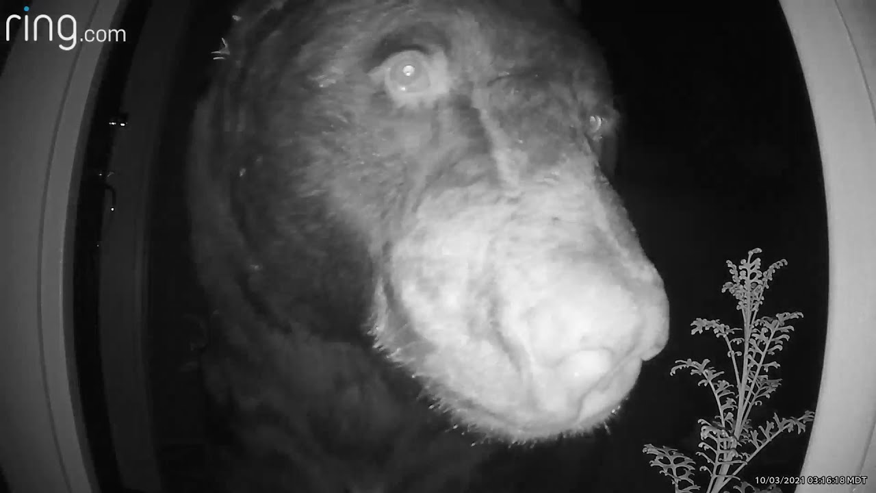 Who's There? Bear Sniffs Out Doorbell Camera - YouTube