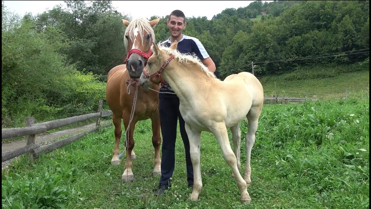 Iapa cu manz, rasa Semigreu Romanesc - Razvan de la Cristea, Alba ...