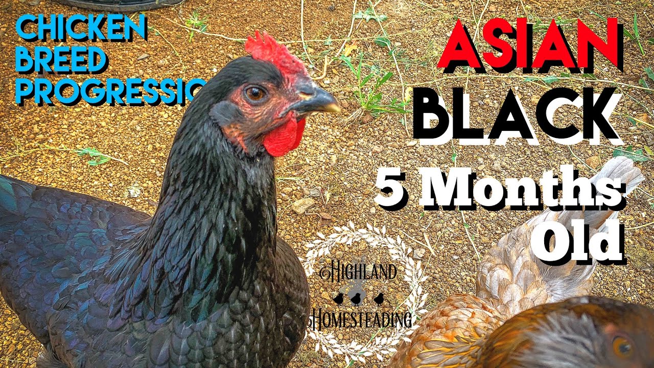 Black Pullet Chickens