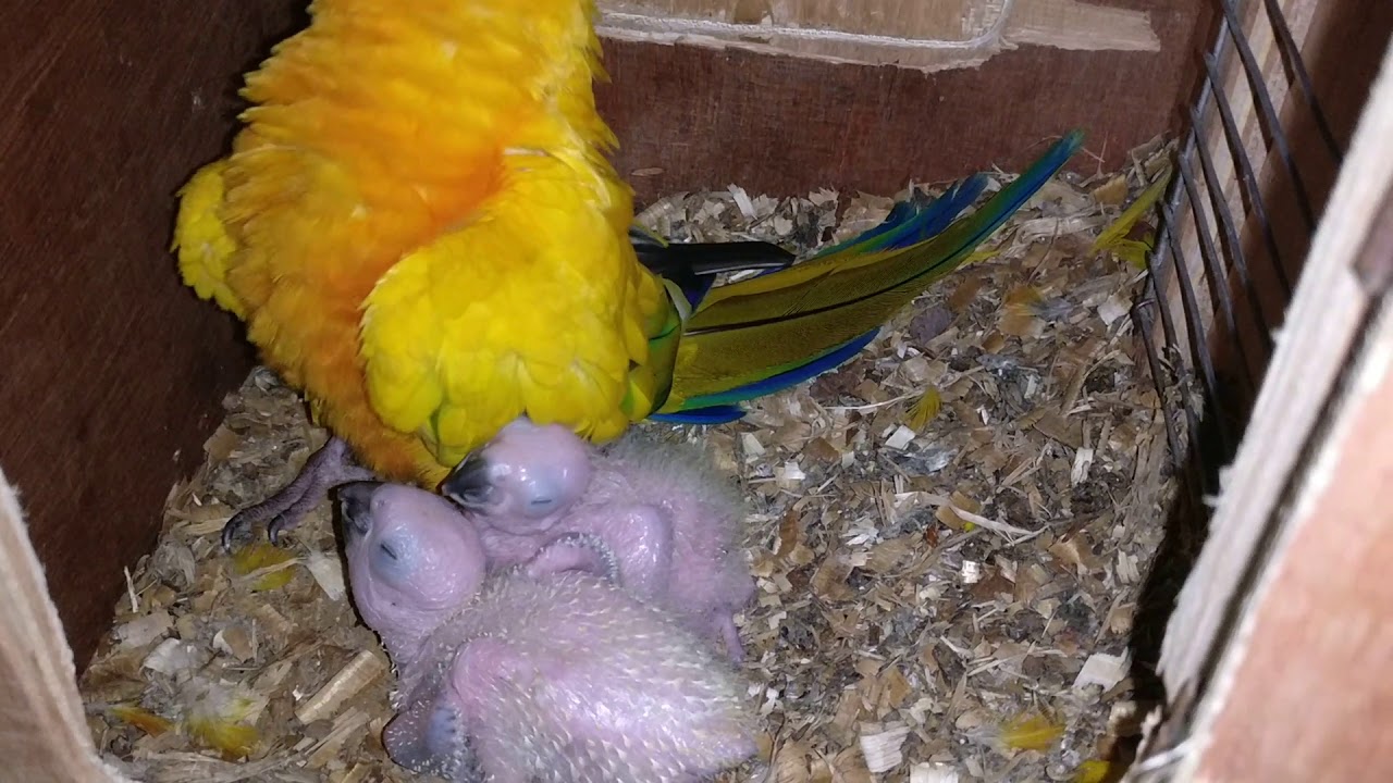 My Breeding Pair Sun Conure & their newly hatched babies 🐣 - YouTube