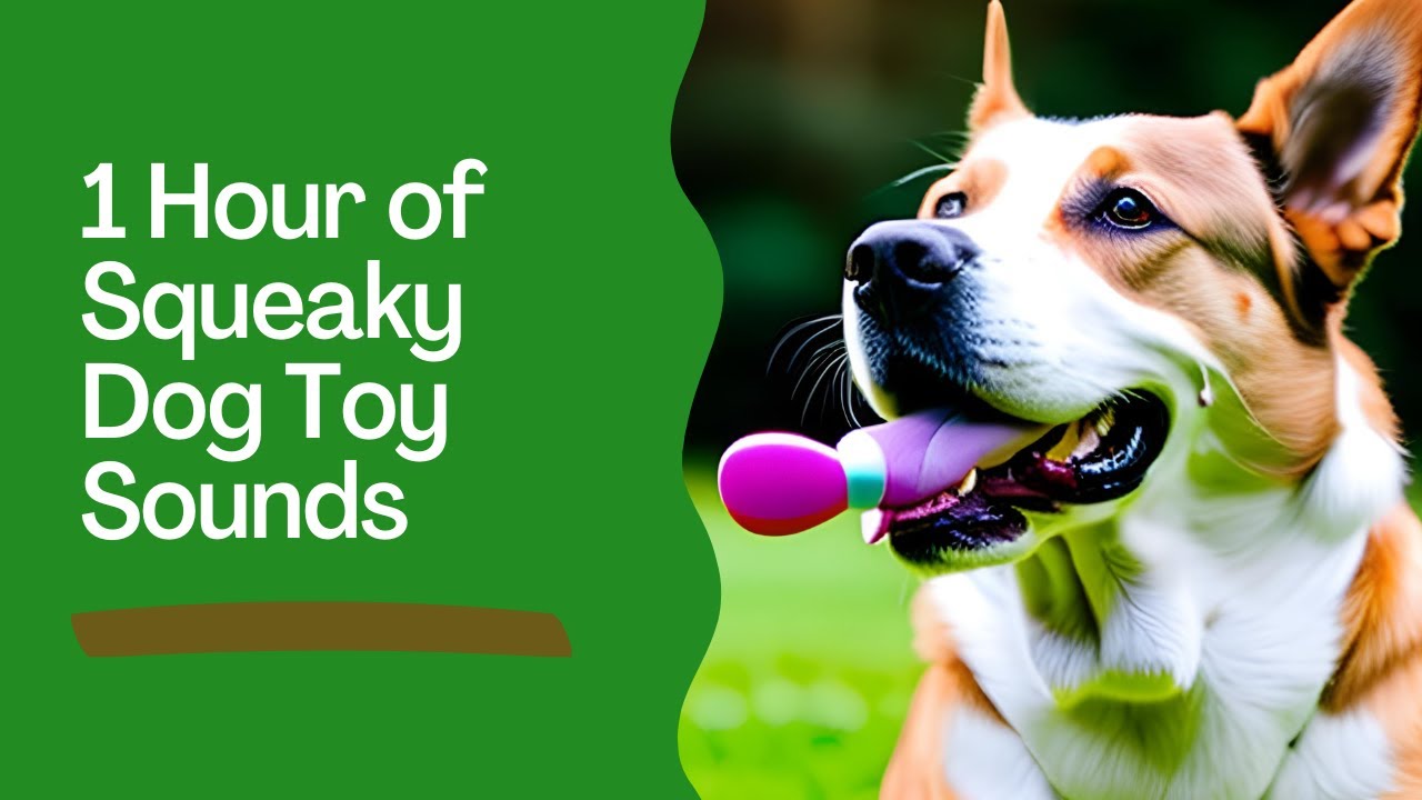 1 Hour of Squeaky Dog Toy Sounds | Calming Pet Playtime Sounds - YouTube