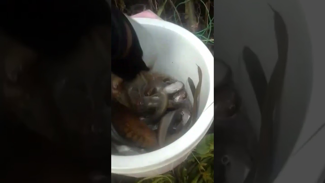 TERMOS ES PENUH IKAN LAIS SUPER JUMBO DAN IKAN BAUNG SAAT SPOT FLORA ...