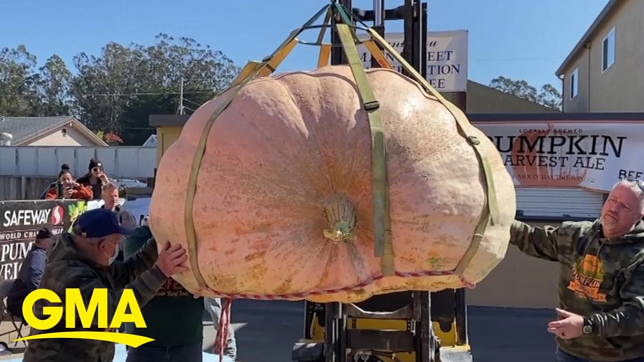 This 2,000 pound pumpkin grew to win gold l GMA - YouTube