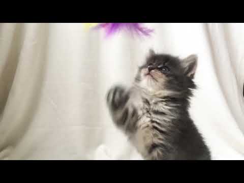 Сибирский котёнок