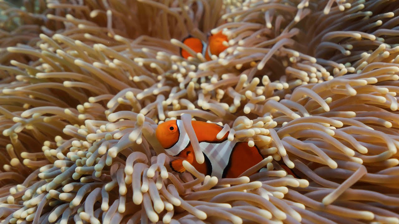 The Incredible Great Barrier Reef in 8K | RED RAPTOR Highlight Reel ...