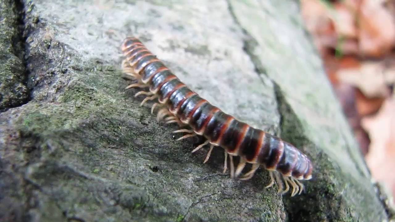 Polydesmida in Michigan - YouTube