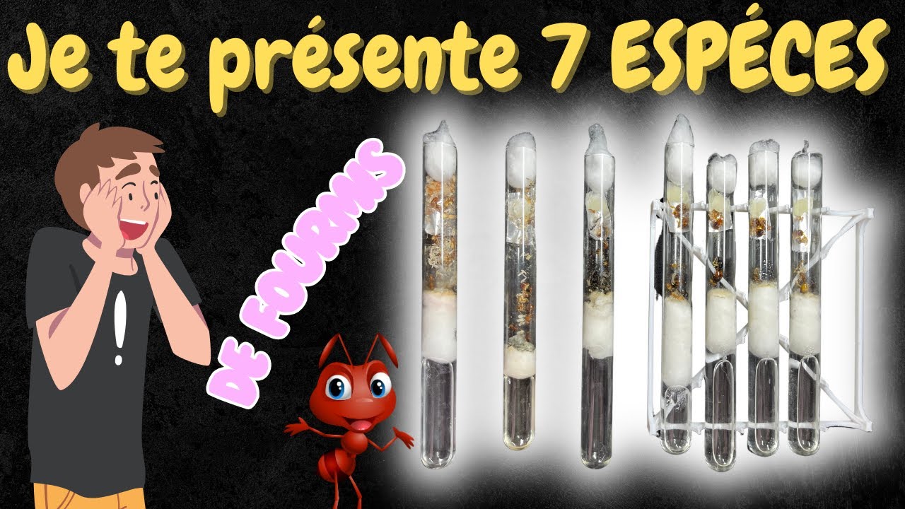 Je vous présente 7 ESPÈCES de FOURMIS en FONDATION ! :) - YouTube