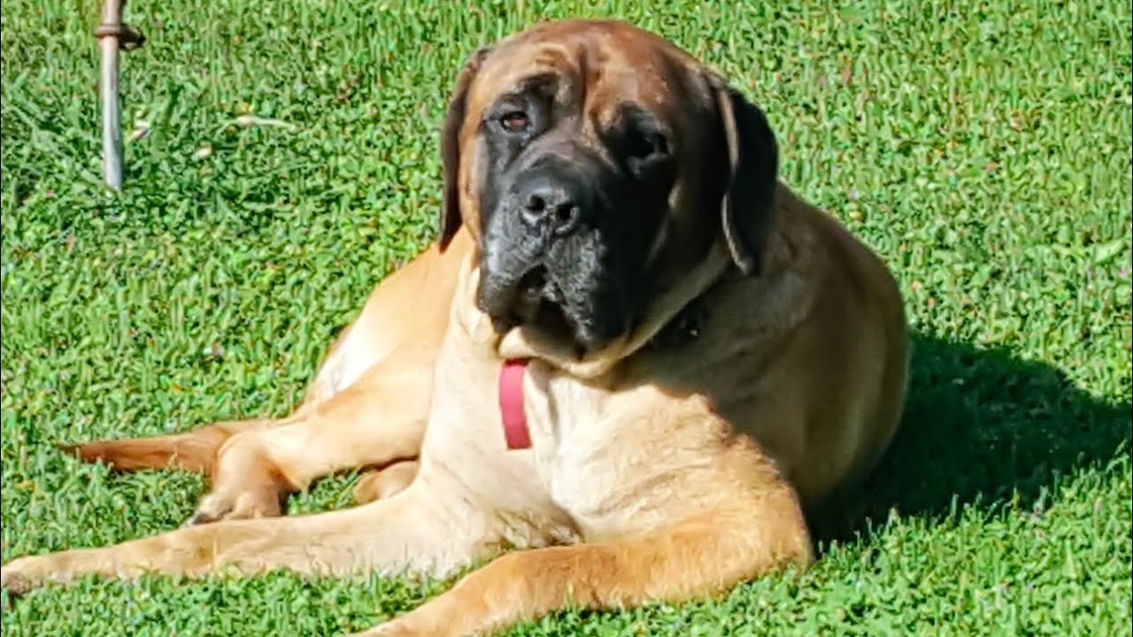 We had to put him down today - YouTube