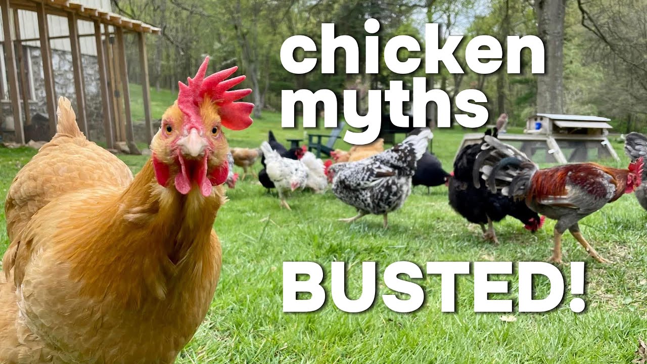 Eight Chicken Myths Debunked | Here's the truth! - YouTube