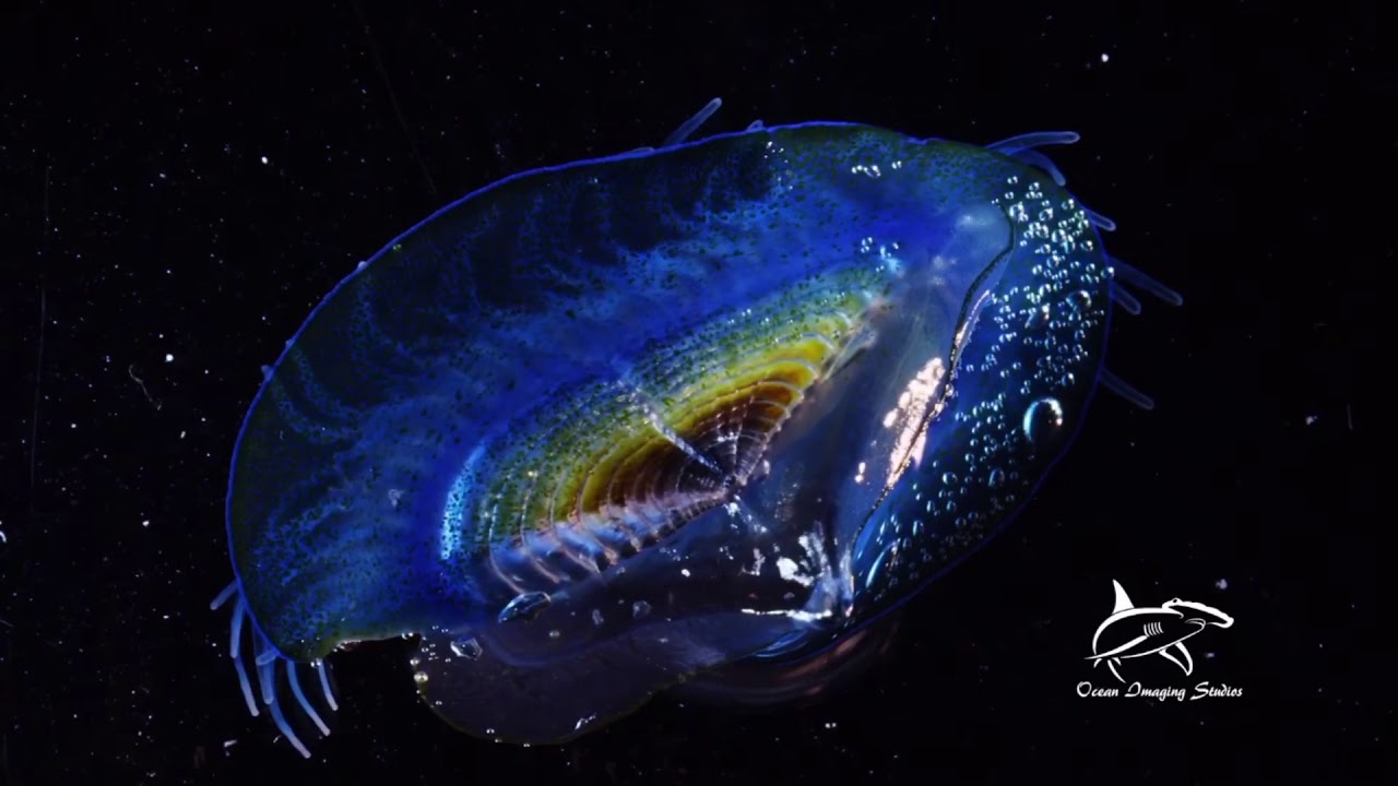 Dean’s Tutorials//How to make Velella Velella (By the Wind Sailor ...