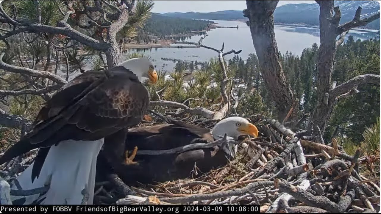 Shadow brings a large twig FOBBV CAM Big Bear Bald Eagle Live Nest ...