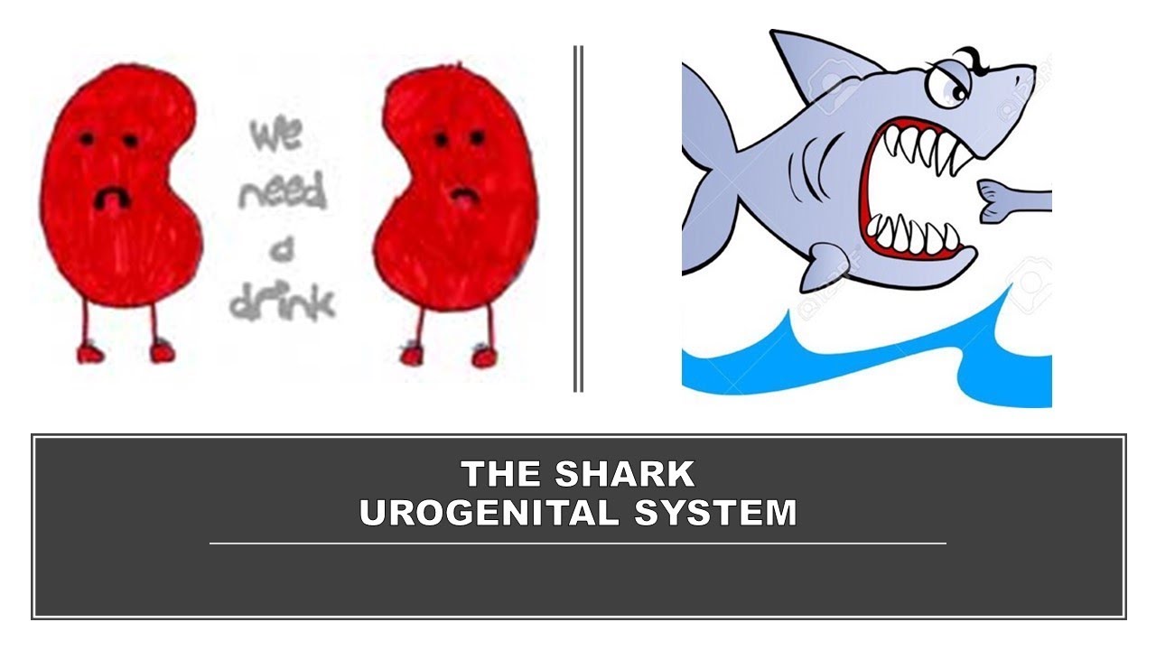 THE SHARK UROGENITAL SYSTEM - YouTube