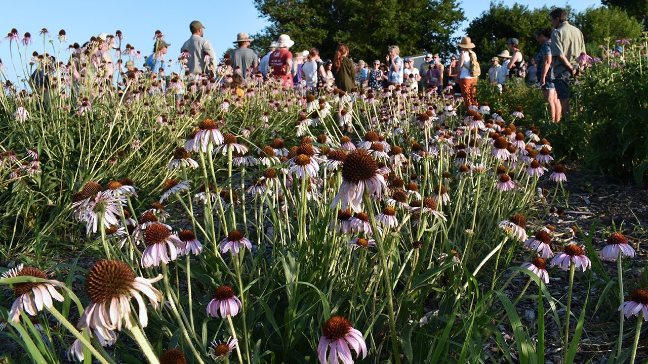 Summer solstice tour 2025: KU Native Medicinal Plant Research Garden ...