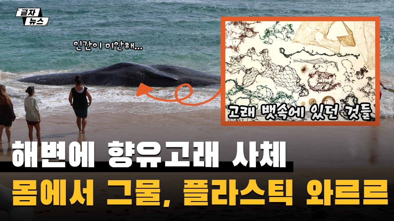 해변에 향유고래 사체 몸에서 그물‧ 플라스틱 와르르 Youtube