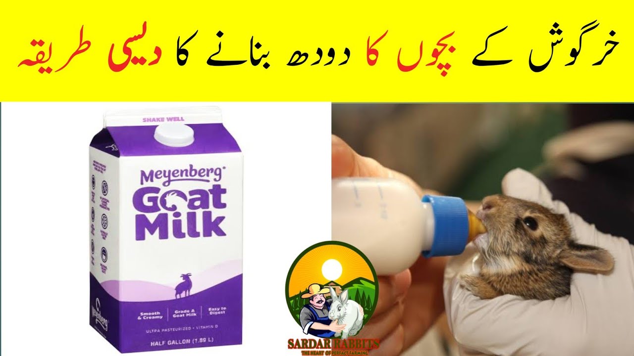 How To Make Milk For Rabbit Bunnies At Home - YouTube