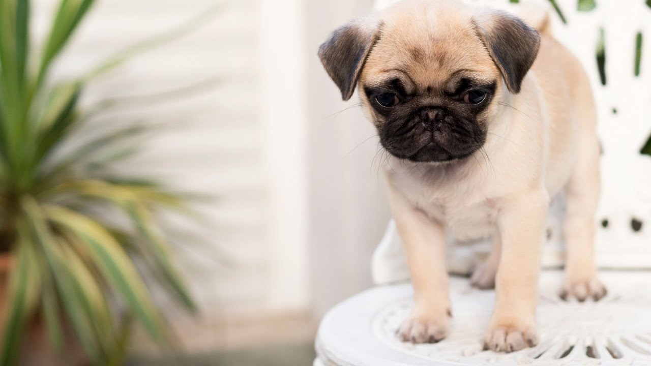 The Essential Guide to Responsible Pug Breeding - YouTube