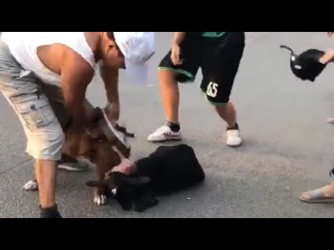 Dog bit a goat - dog bites goats ear off - YouTube