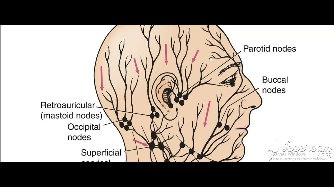 Face lymphatic drinage - YouTube