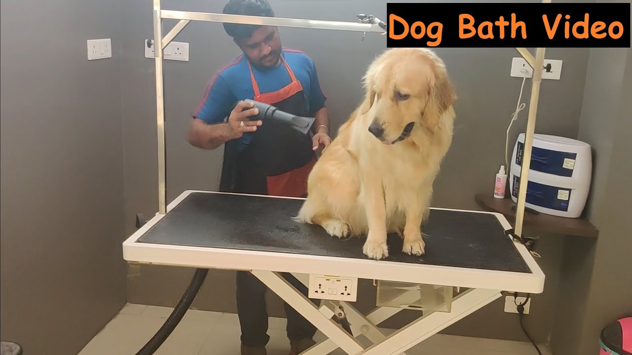 Angel Grooming | Dog Bath Video - YouTube