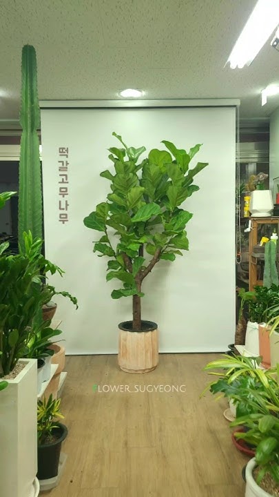 부산꽃집 수경꽃화원의 대형 떡갈고무나무 🌳 #부산화분 #plants - YouTube