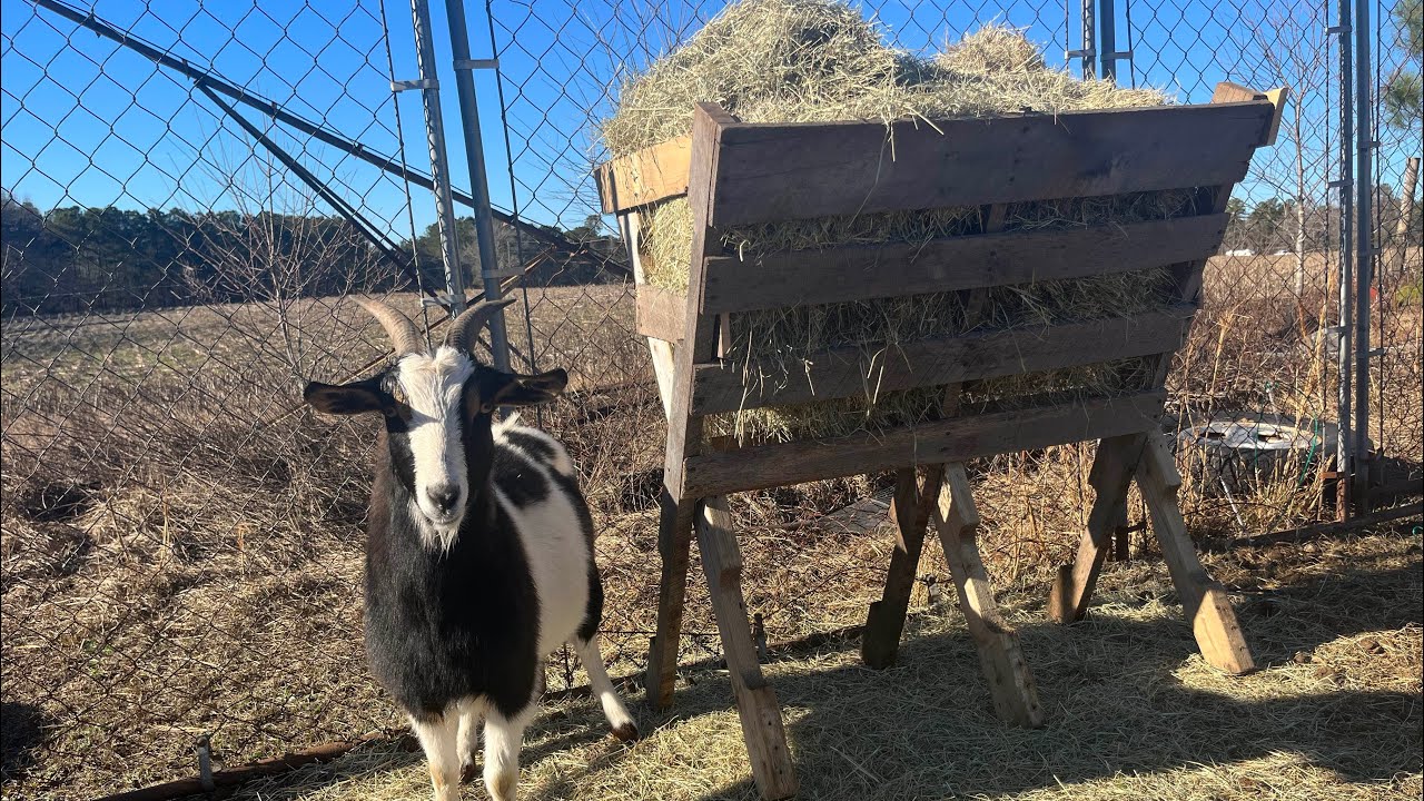 Free and Easy DIY Pallet Hay Feeder - Cheap hay feeder - YouTube