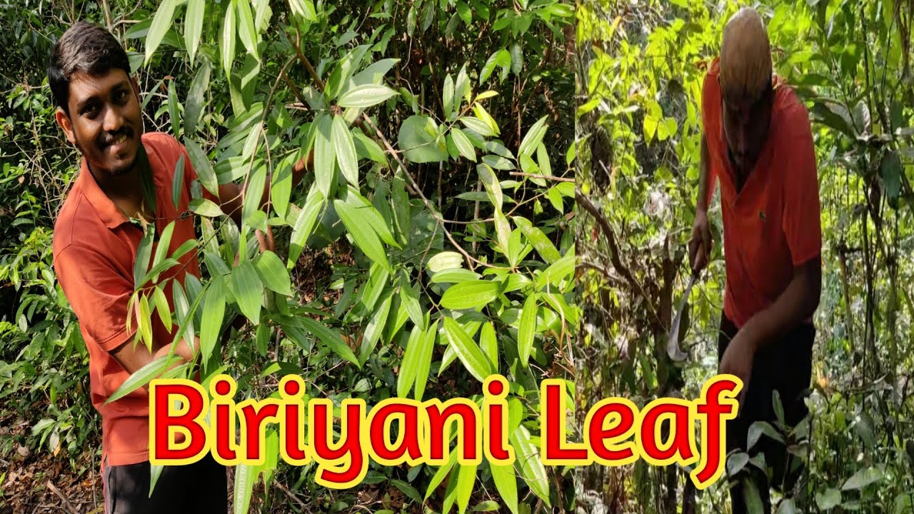 Bay leaf tree | Dalchini leaf plant 2021| pulao leaf | ಕಾಡಿನಲ್ಲಿ ...