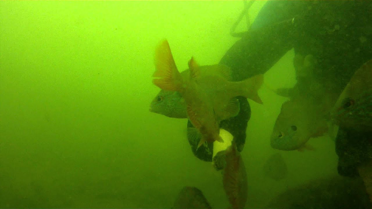 Table Rock Lake Piranha. - YouTube