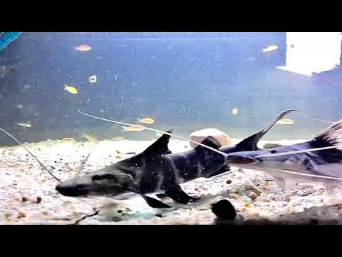 Catfish Collections - YouTube